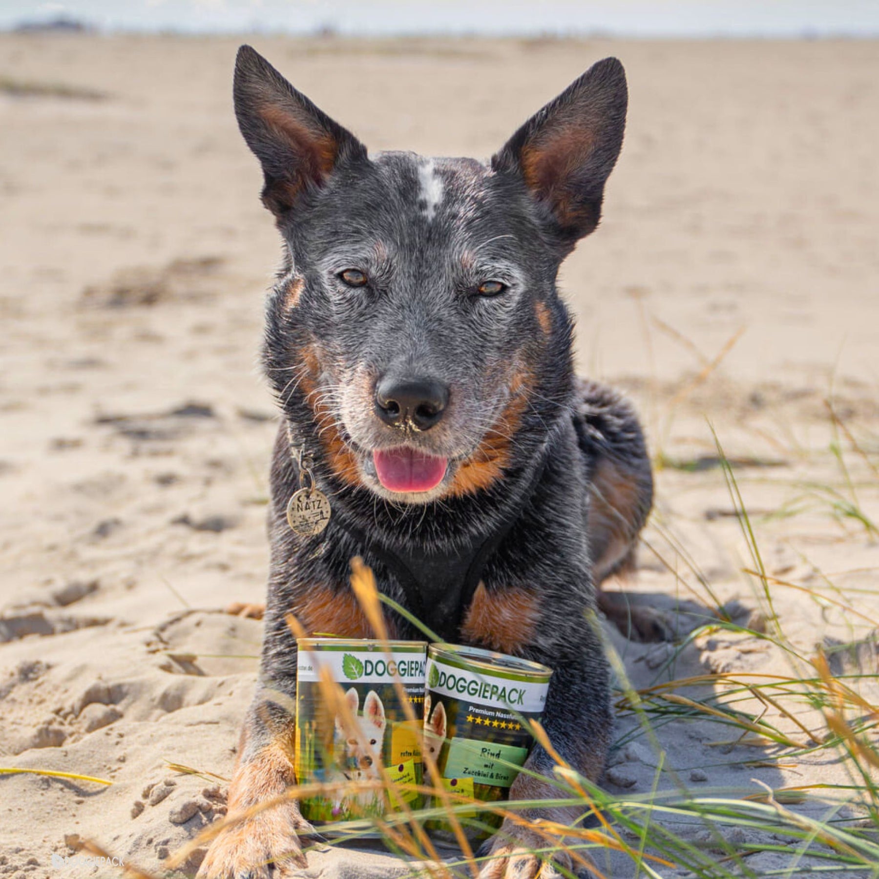 Rind Fenchel-Risotto purinarm - Doggiepack Hundefutter aus Deutschland